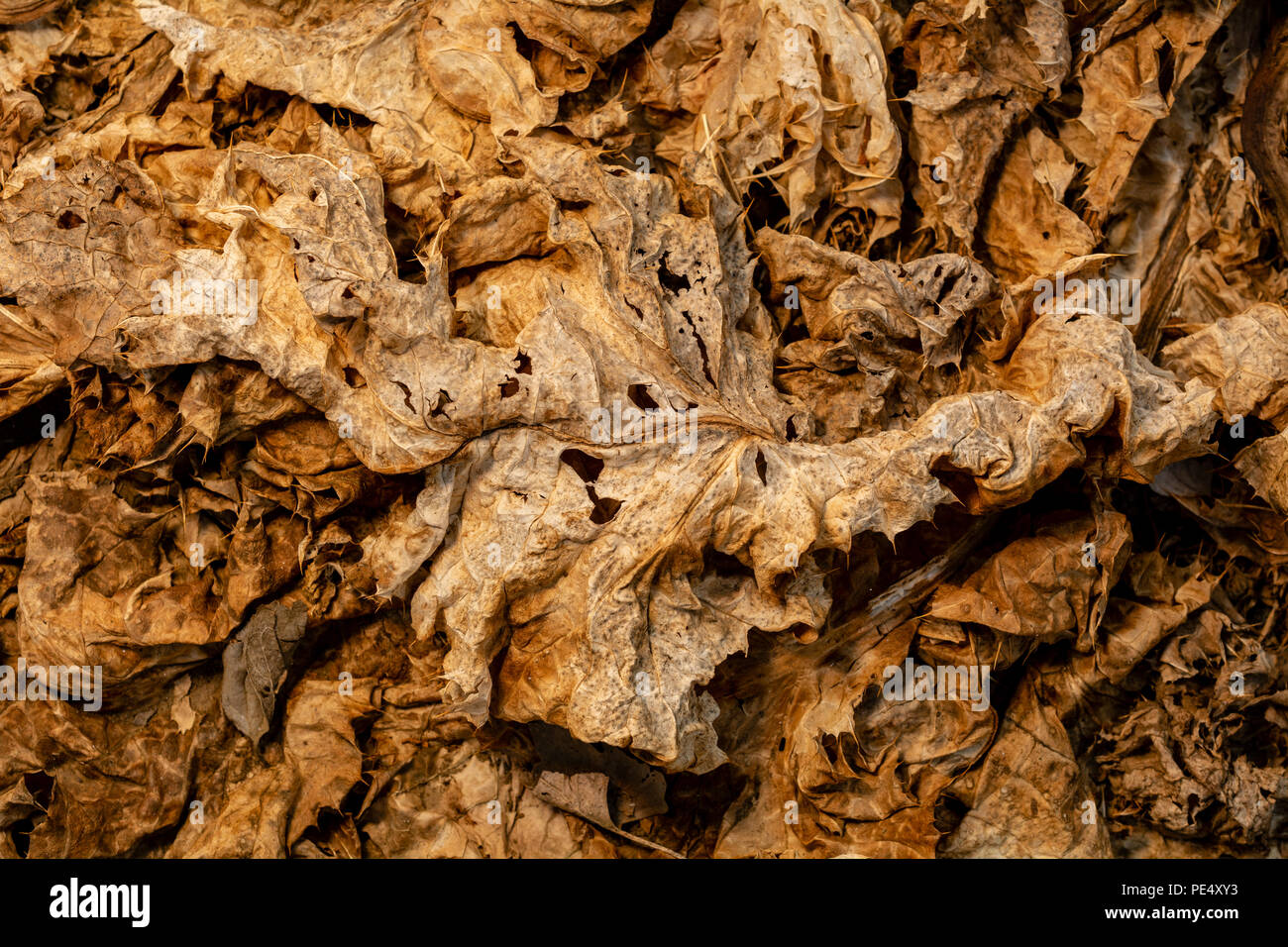 Very dry, crisp leaves large copy space - texture and background Stock ...