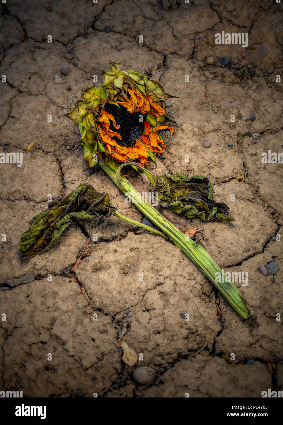Dead sunflower hi-res stock photography and images - Alamy