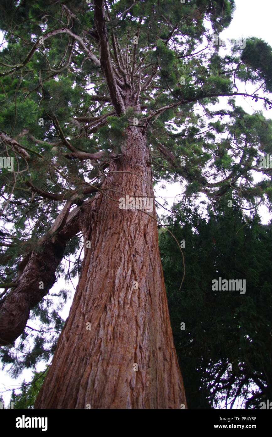 Looking up the Trunk of a Giant sequoia Redwood Tree, (Sequoiadendron ...