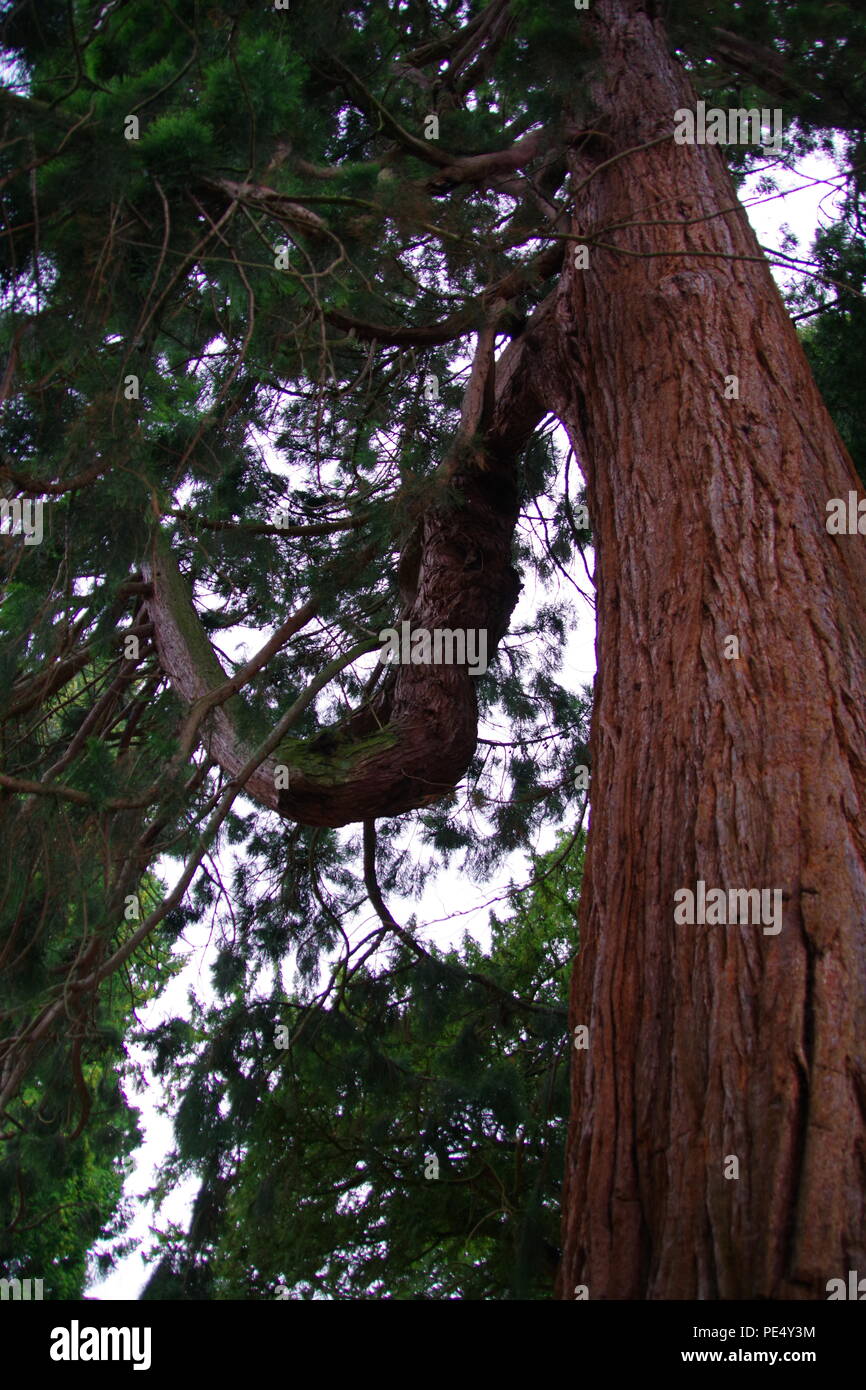 Looking up the Trunk of a Giant sequoia Redwood Tree, (Sequoiadendron ...