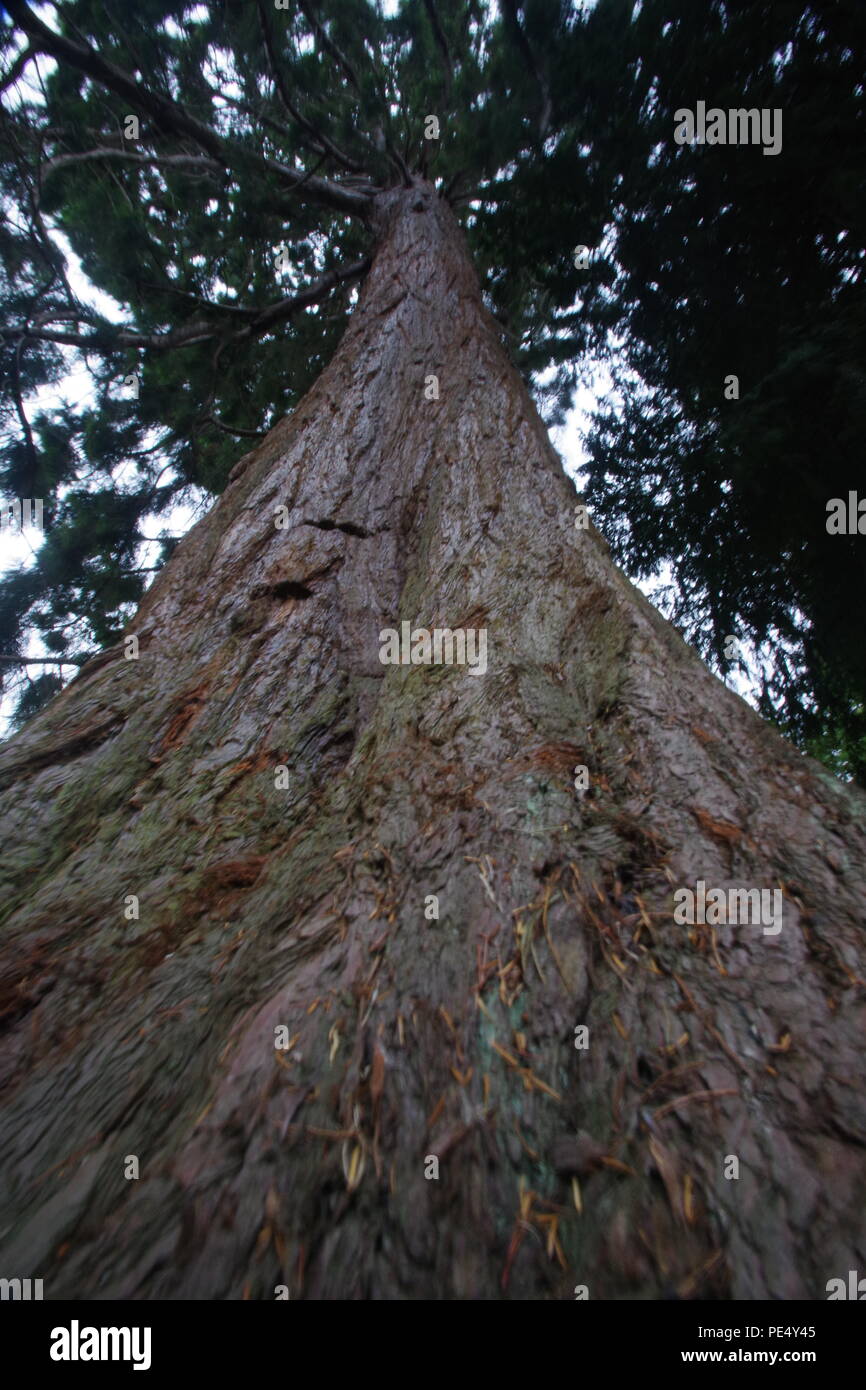 Looking up the Trunk of a Giant sequoia Redwood Tree, (Sequoiadendron ...
