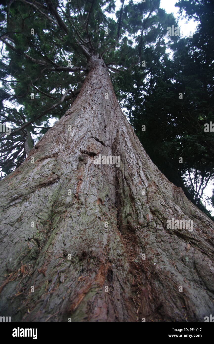 Looking up the Trunk of a Giant sequoia Redwood Tree, (Sequoiadendron ...