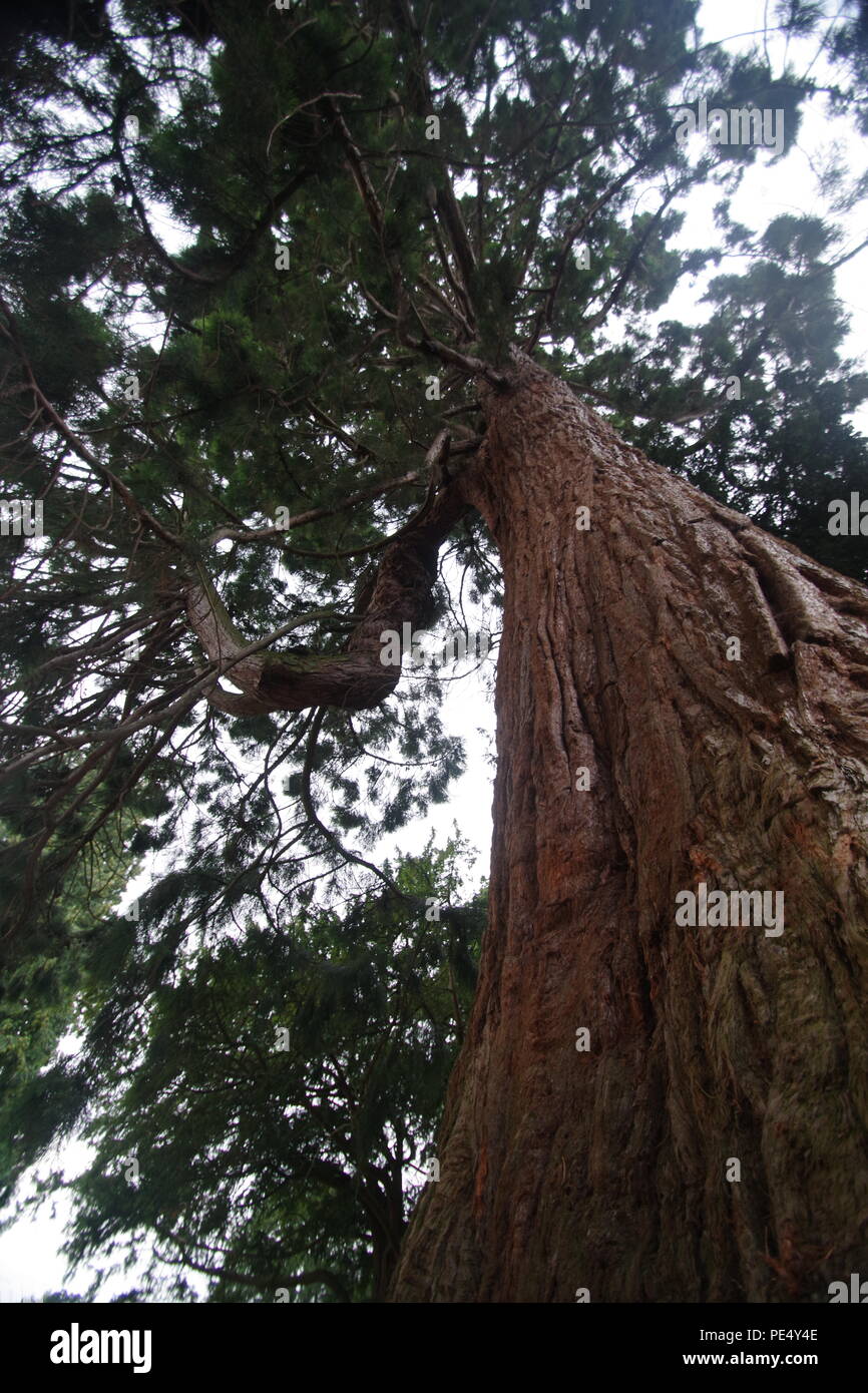 Looking up the Trunk of a Giant sequoia Redwood Tree, (Sequoiadendron ...