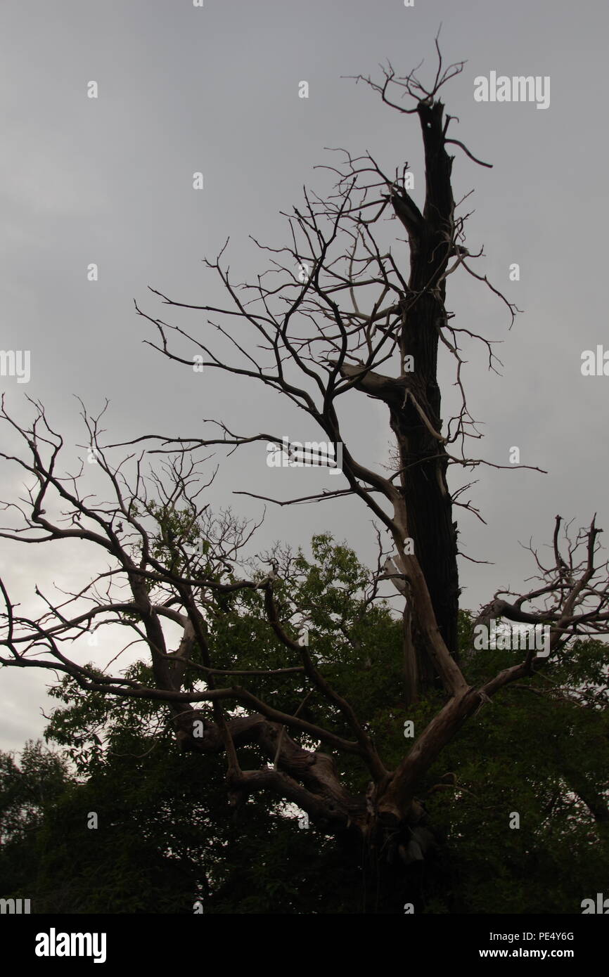 Old Gnarled Oak Tree High Resolution Stock Photography and Images - Alamy