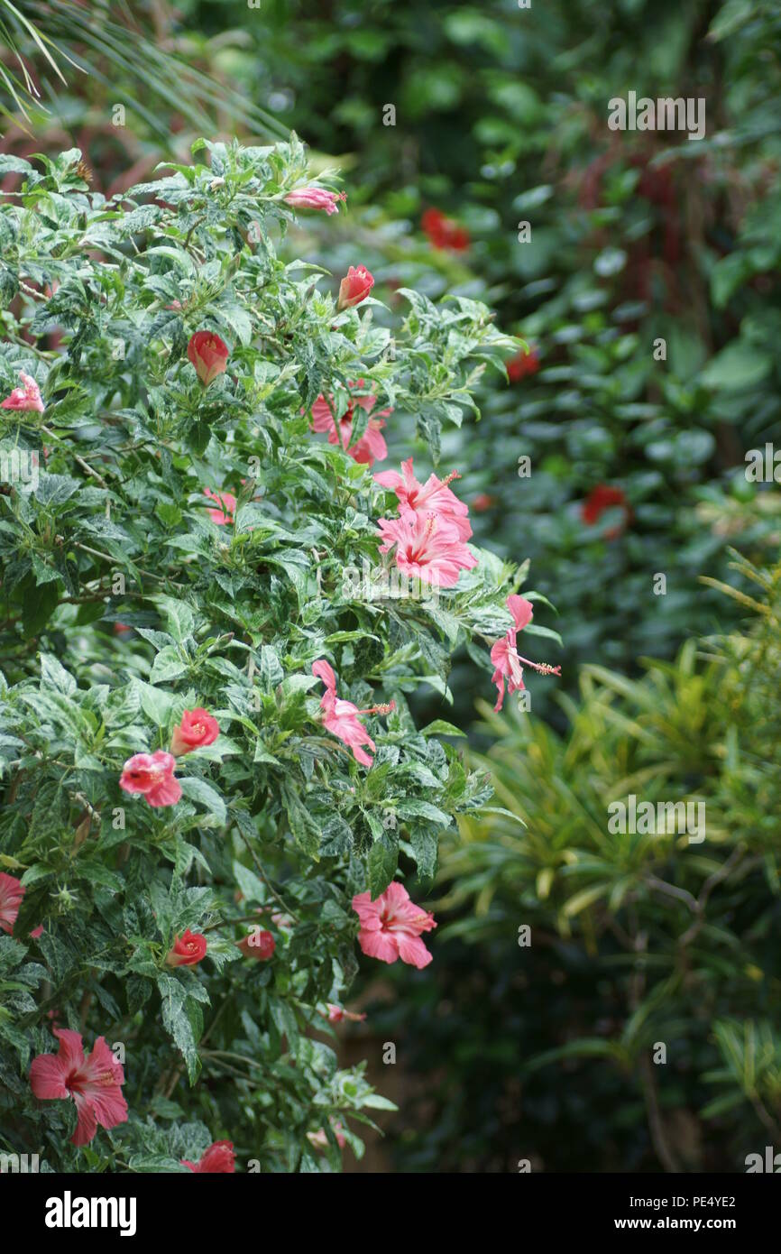 Pink hibiscus rosa sinensis hi-res stock photography and images - Alamy