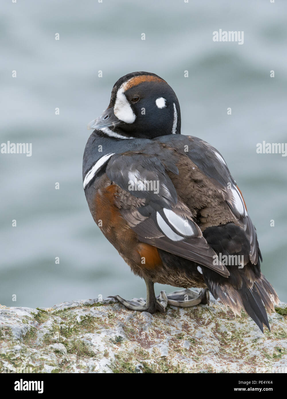 Harlequin duck flying hi-res stock photography and images - Alamy