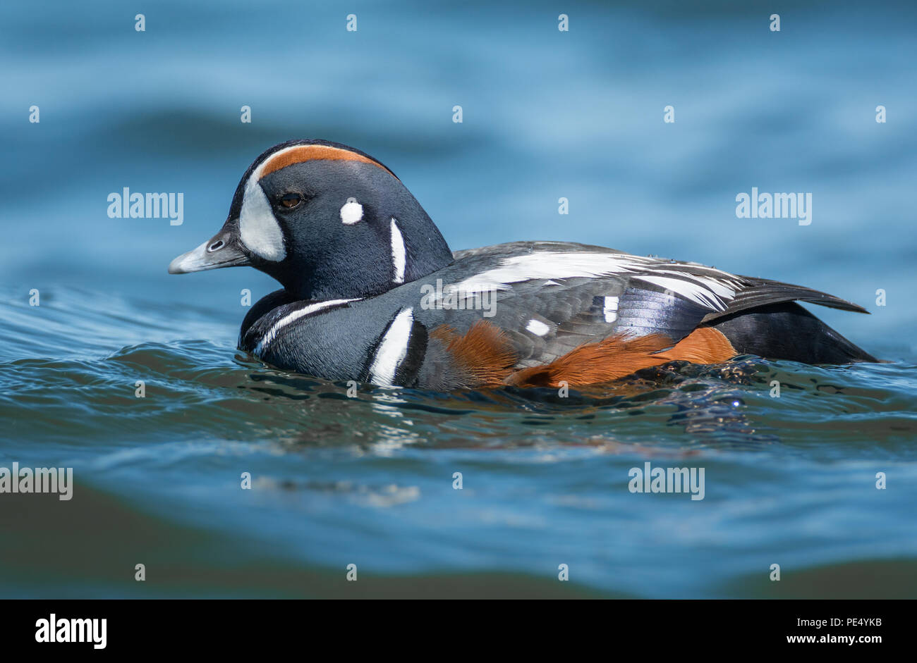 Harlequin duck flying hi-res stock photography and images - Alamy