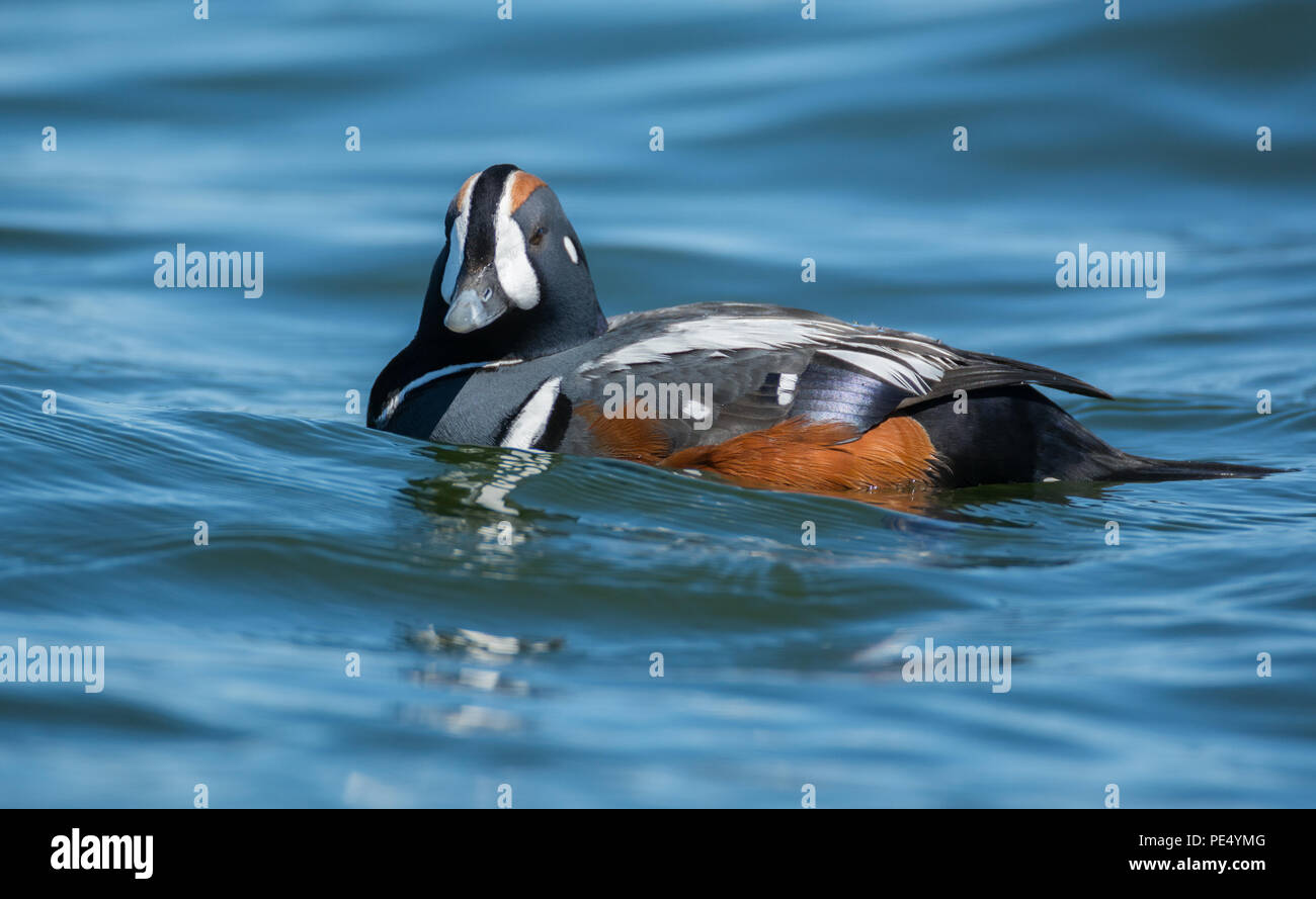 Harlequin duck flying hi-res stock photography and images - Alamy