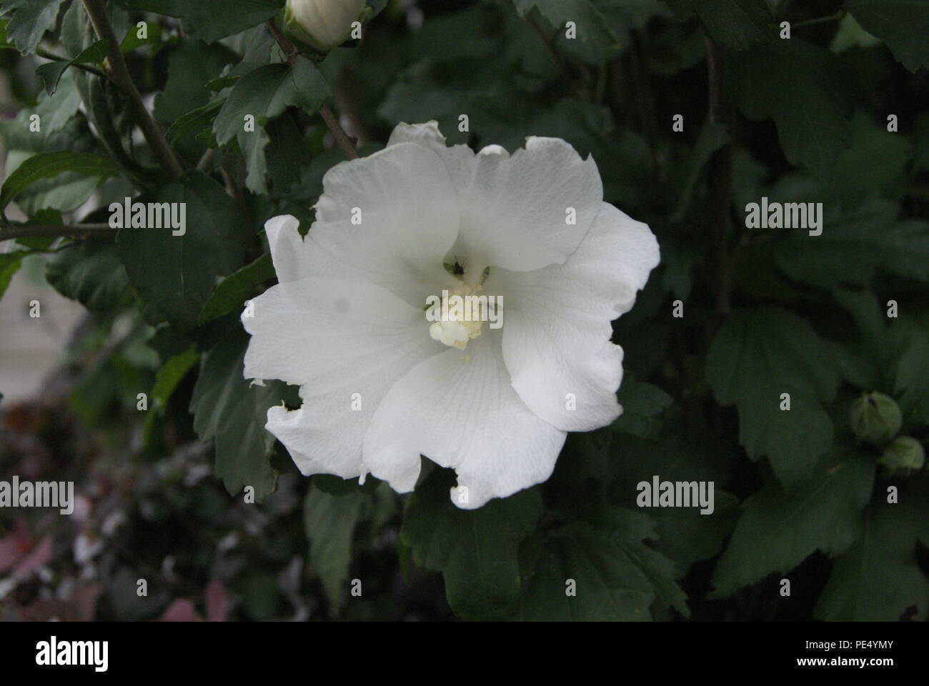 fleurs de France Stock Photo - Alamy
