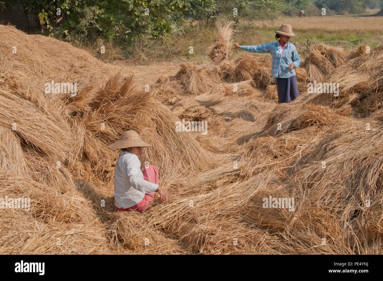 WOMEN FARMERS AT WORK DURING THE HARVEST SEASON ,MYANMAR ,BURMA Stock ...