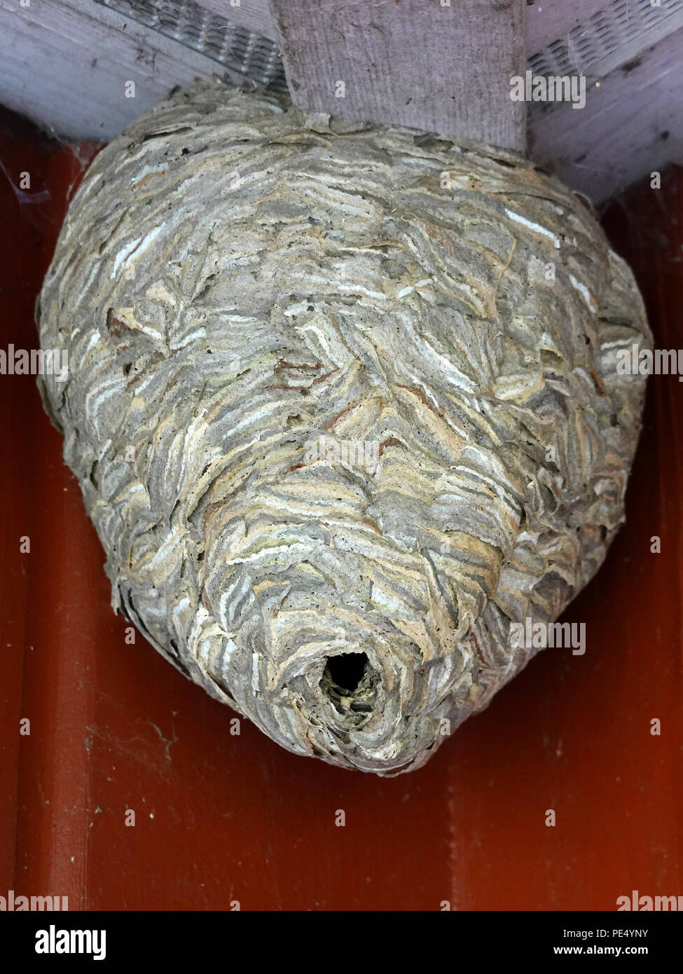 Closeup photo af an active wasps nest Stock Photo - Alamy