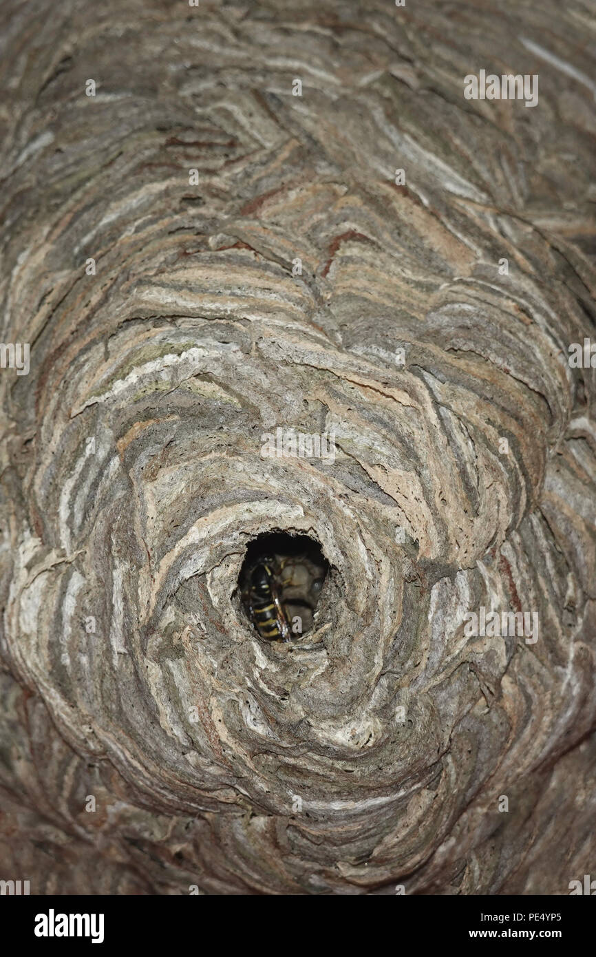 Closeup photo af an active wasps nest Stock Photo - Alamy