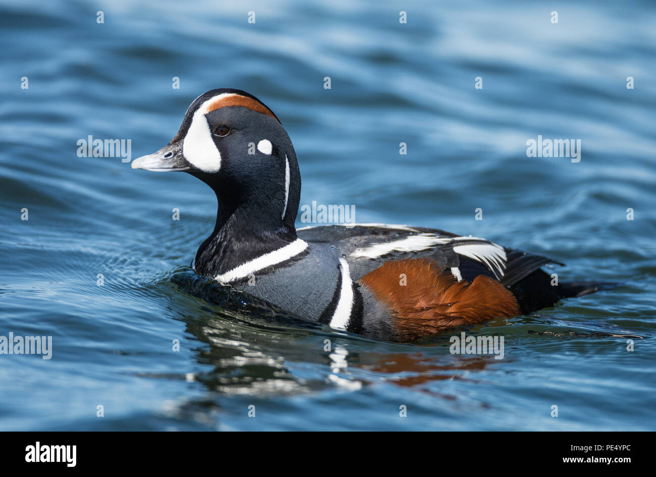 Harlequin duck flying hi-res stock photography and images - Alamy