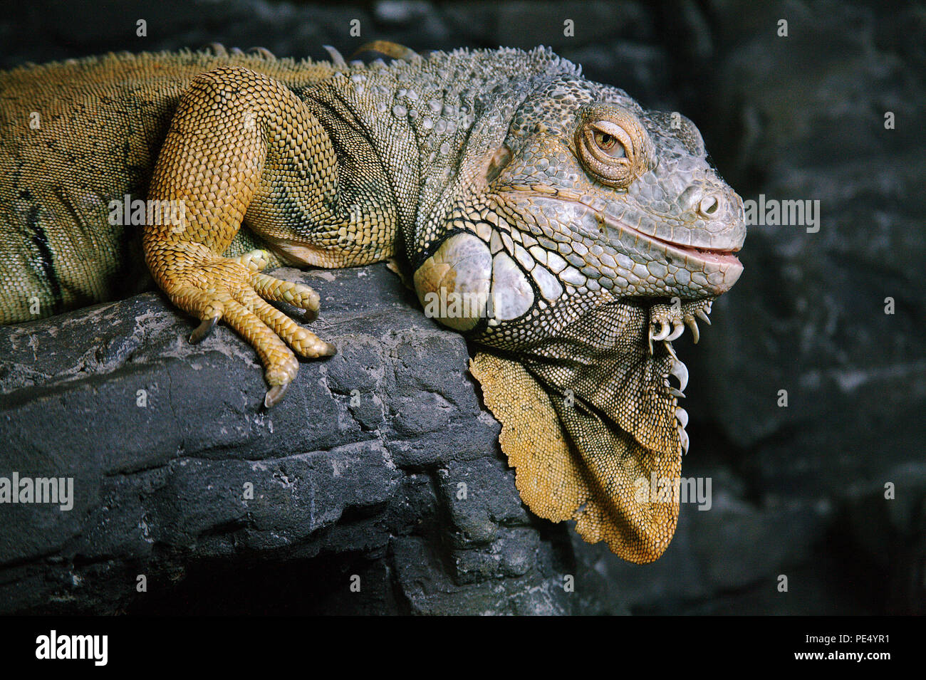 Iguana sitting on a rock hi-res stock photography and images - Alamy