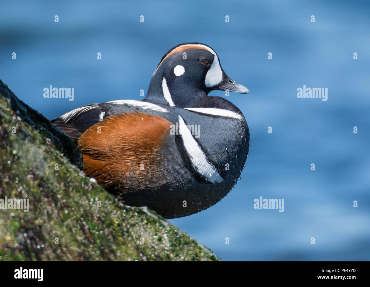 Harlequin duck flying hi-res stock photography and images - Alamy