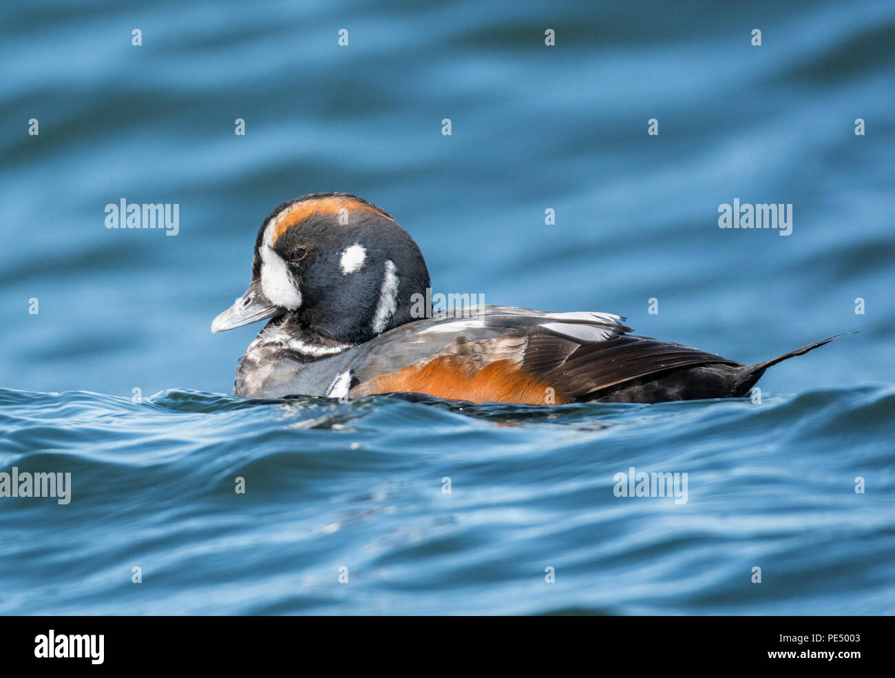 Harlequin duck flying hi-res stock photography and images - Alamy