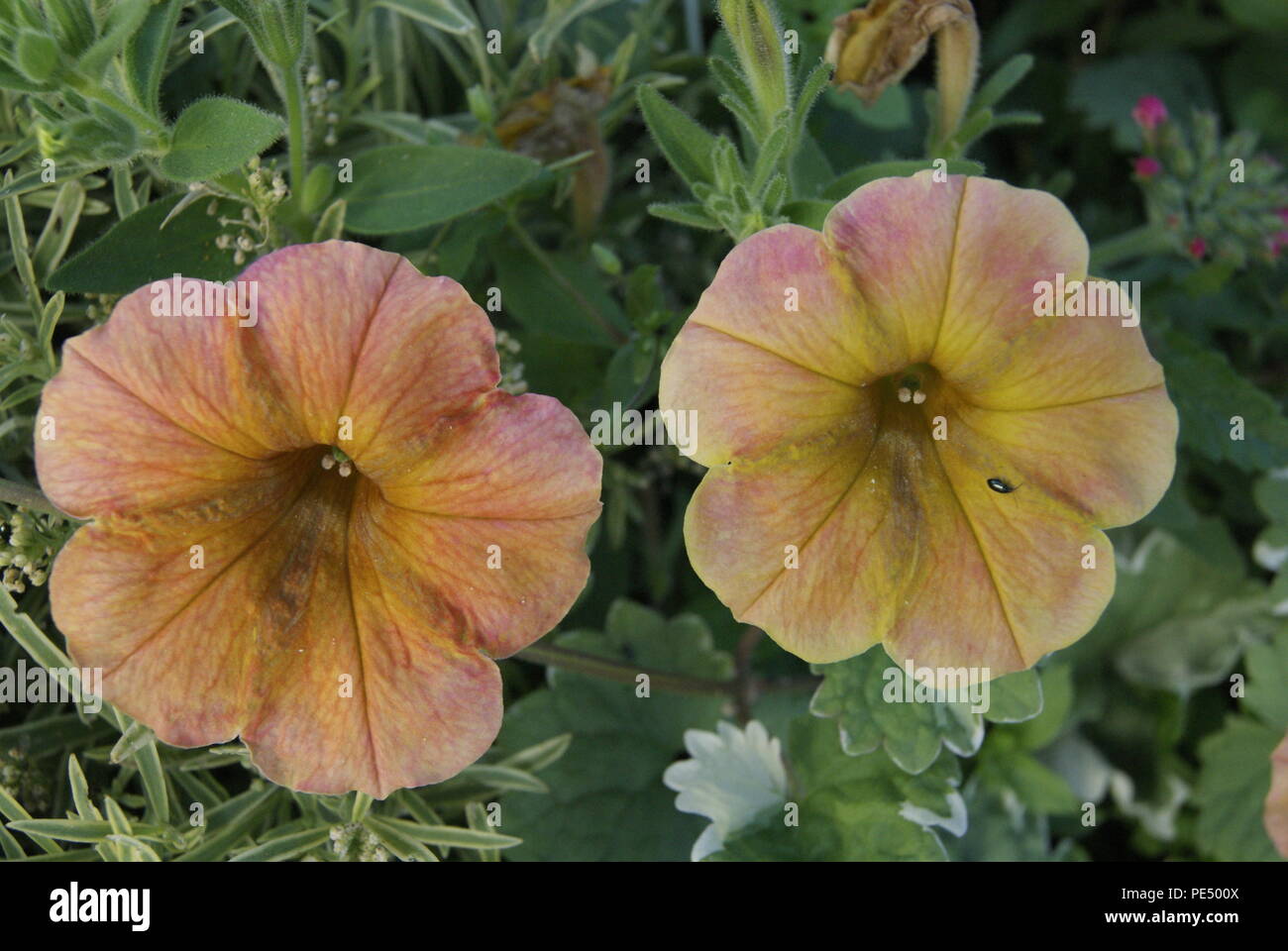 fleurs de France Stock Photo - Alamy