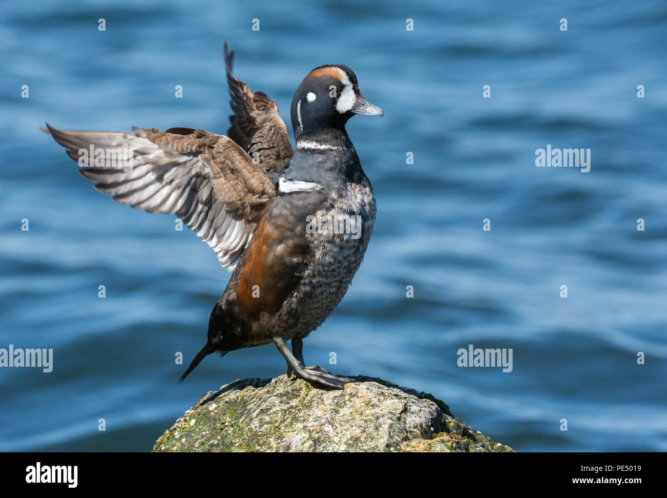 Harlequin duck flying hi-res stock photography and images - Alamy
