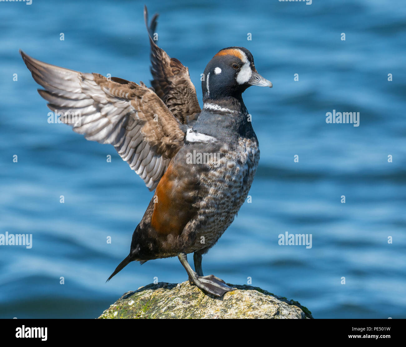 Harlequin duck flying hi-res stock photography and images - Alamy