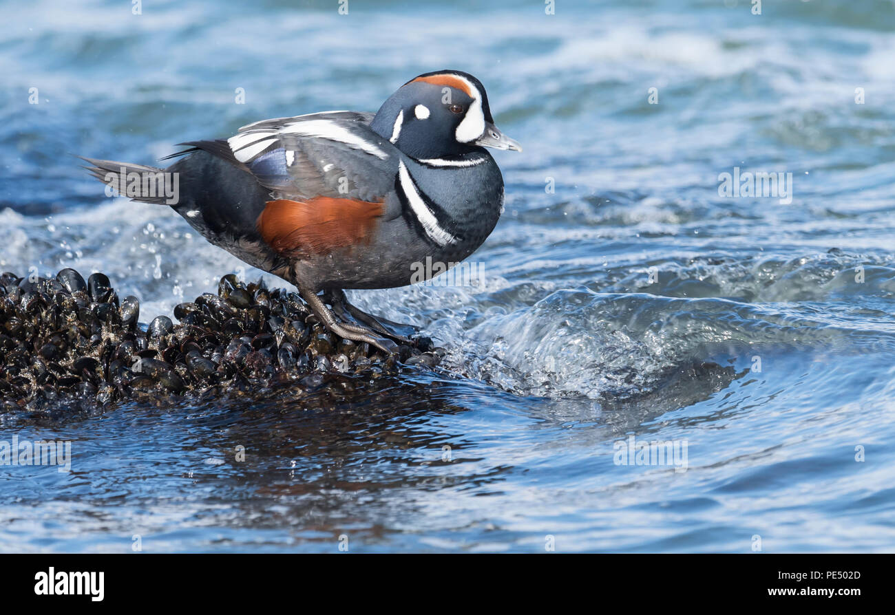 Duck rocks hi-res stock photography and images - Alamy