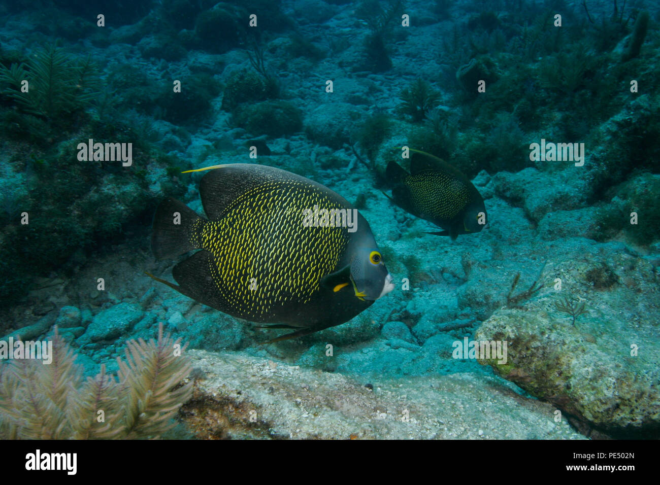 French angelfish pair underwater in the Florida Keys Stock Photo - Alamy