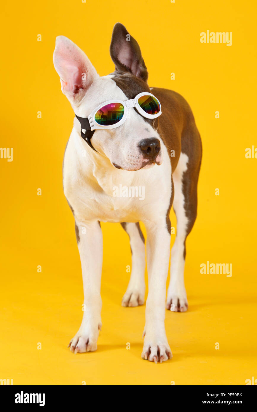 happy staffordshire bull terrier dog in studio with sunglasses and ...