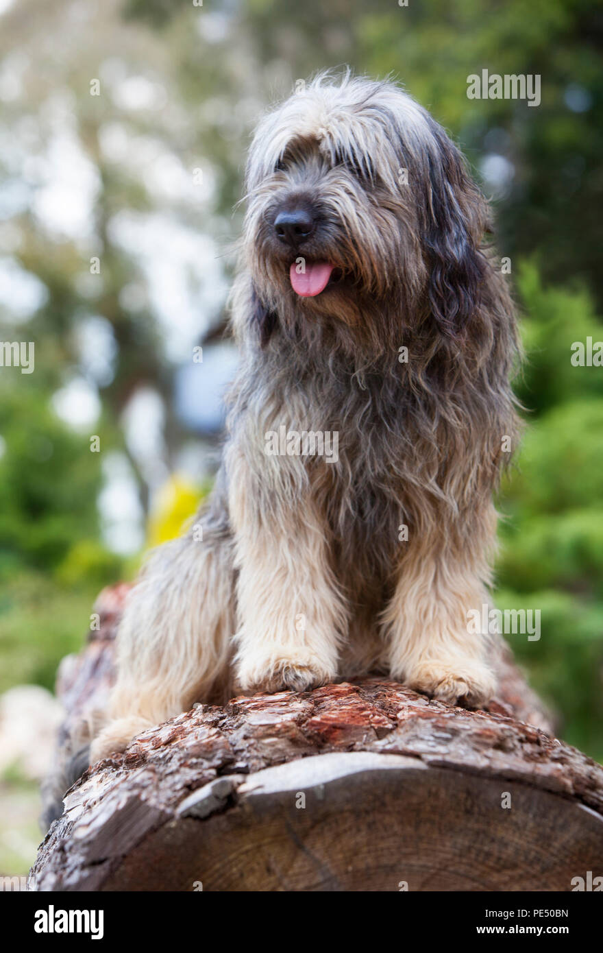 Sheepdog catalan hi-res stock photography and images - Alamy
