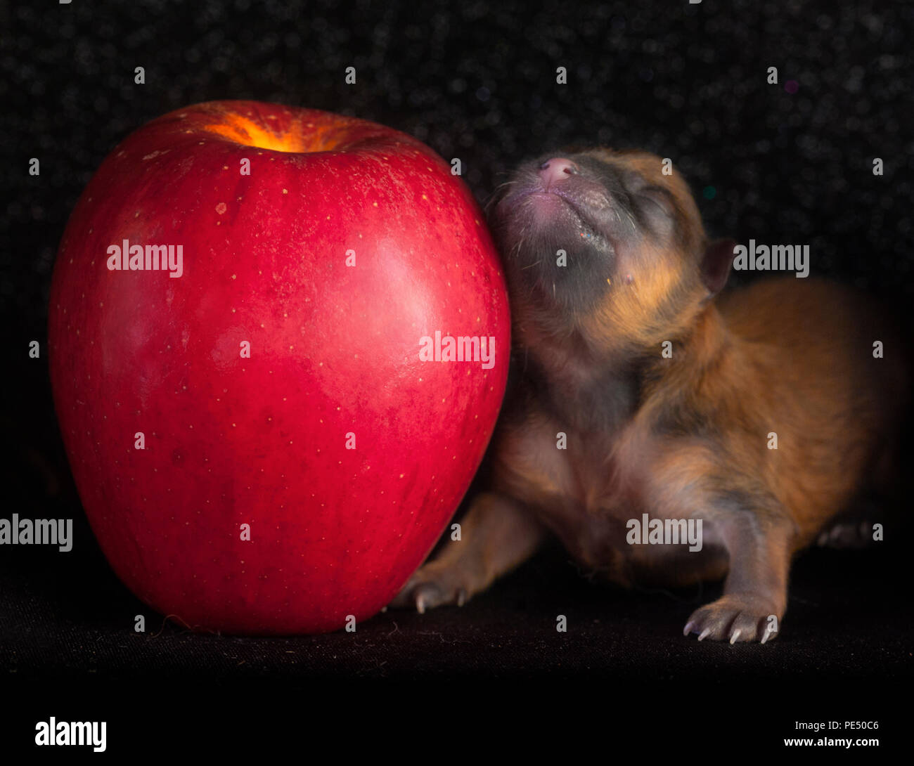Newborn of Pomeranian puppy dog next to the apple in studio with black ...