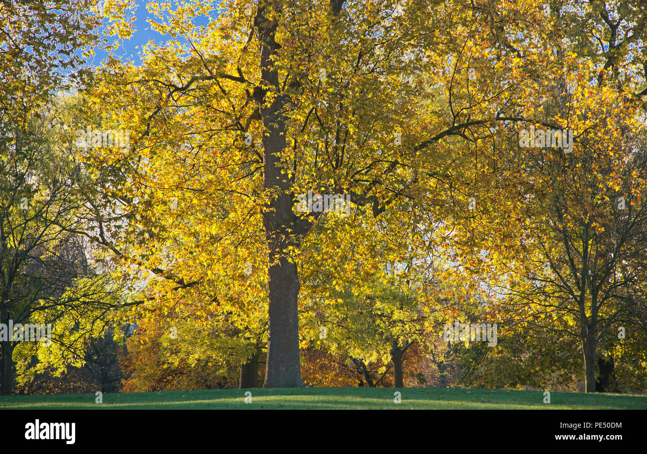 Regents park trees hi-res stock photography and images - Alamy