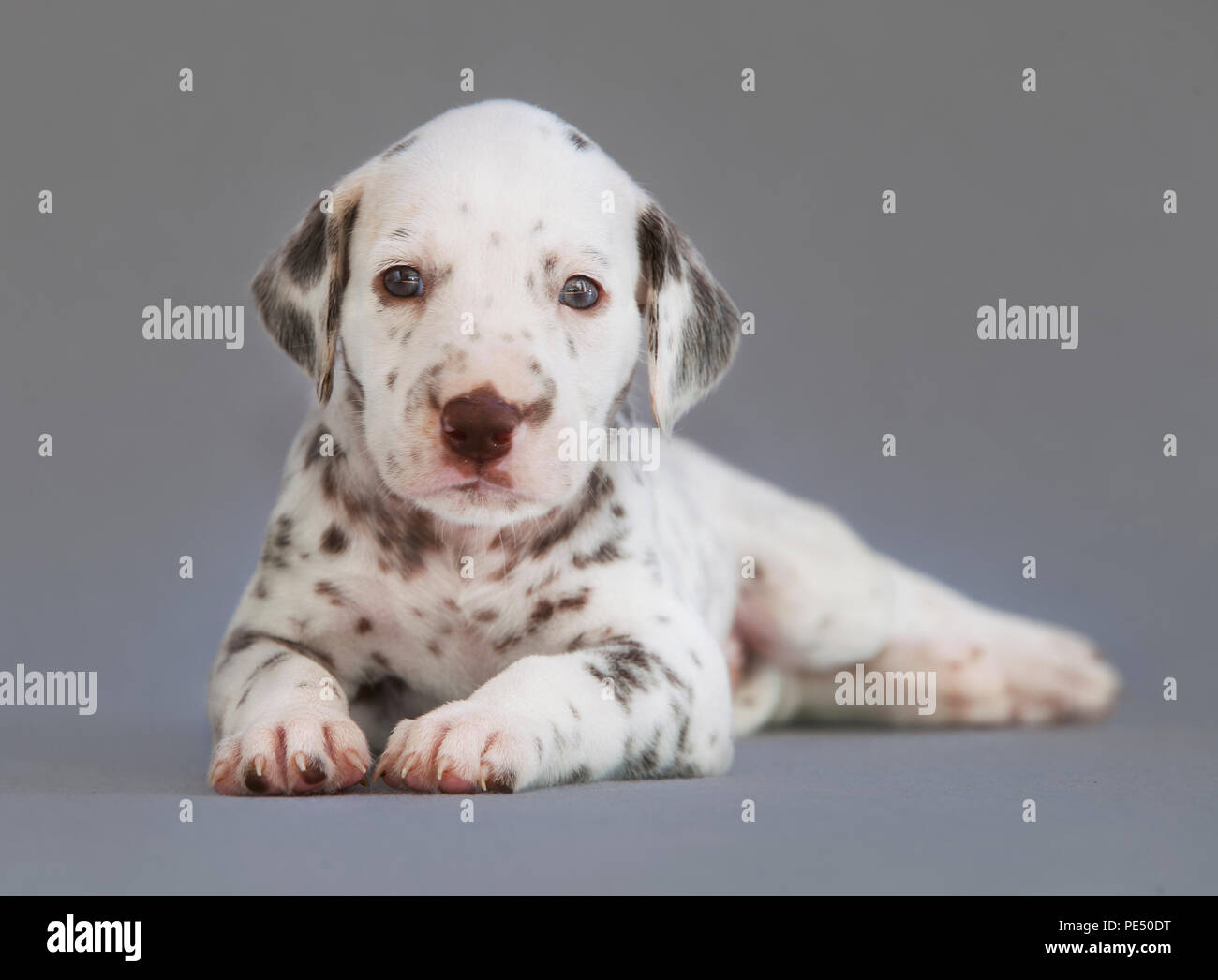 Dog snout apple hi-res stock photography and images - Alamy