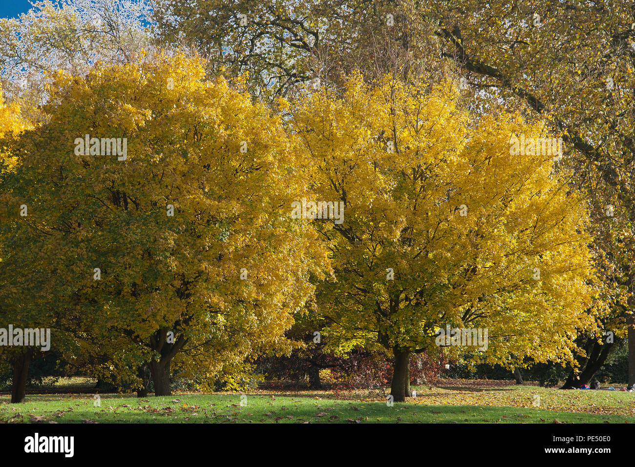 Two trees in splendid autumn colours Regents Park London England Stock ...