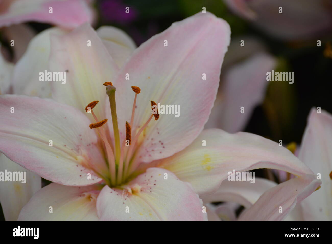 Pink tiger lily hi-res stock photography and images - Alamy