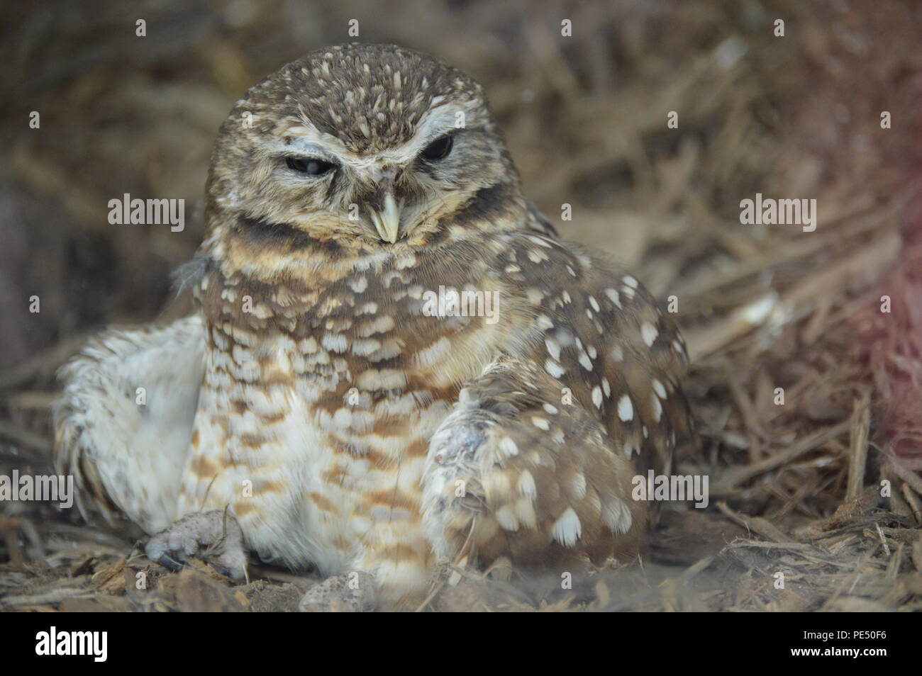Small burrowing mammal hi-res stock photography and images - Alamy
