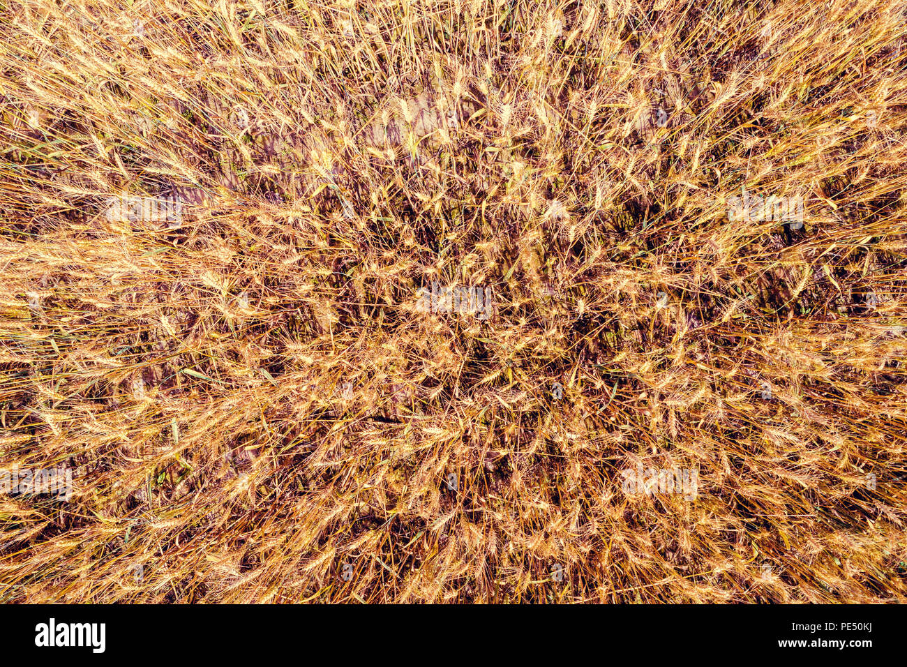 Natural wheat background hi-res stock photography and images - Alamy