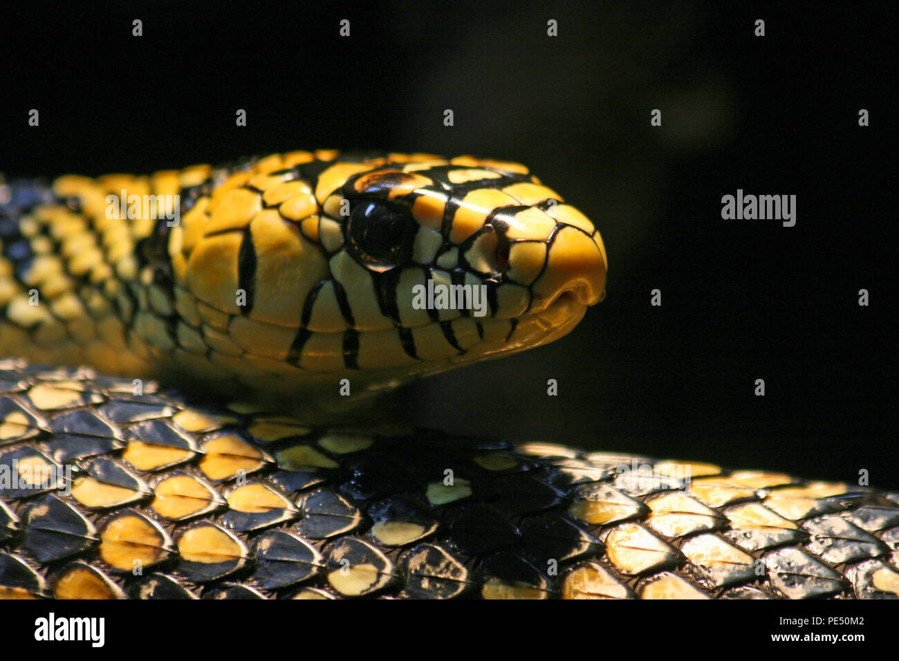 Black and yellow snake Stock Photo - Alamy