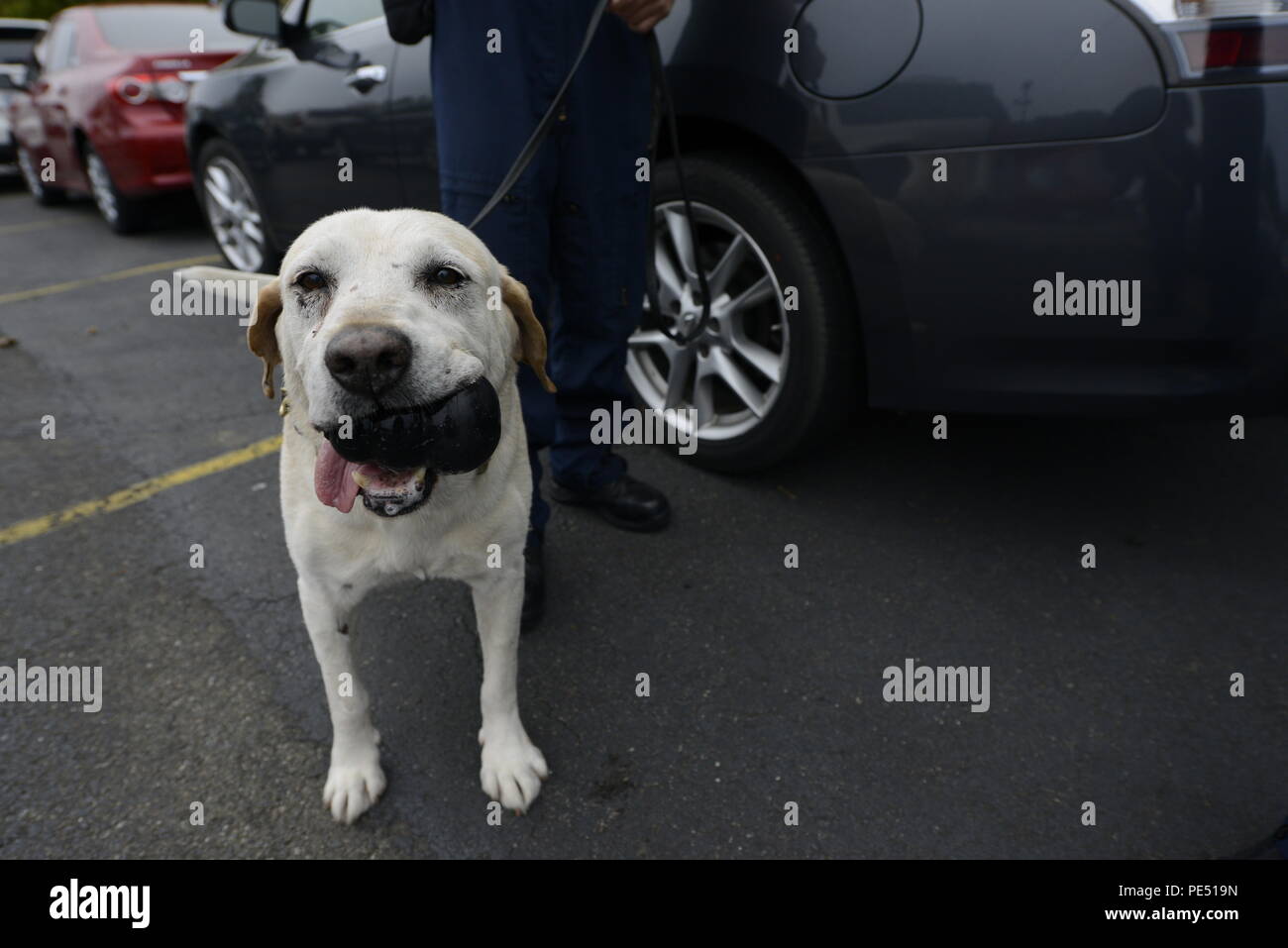 Chief Yellow Dog High Resolution Stock Photography and Images - Alamy