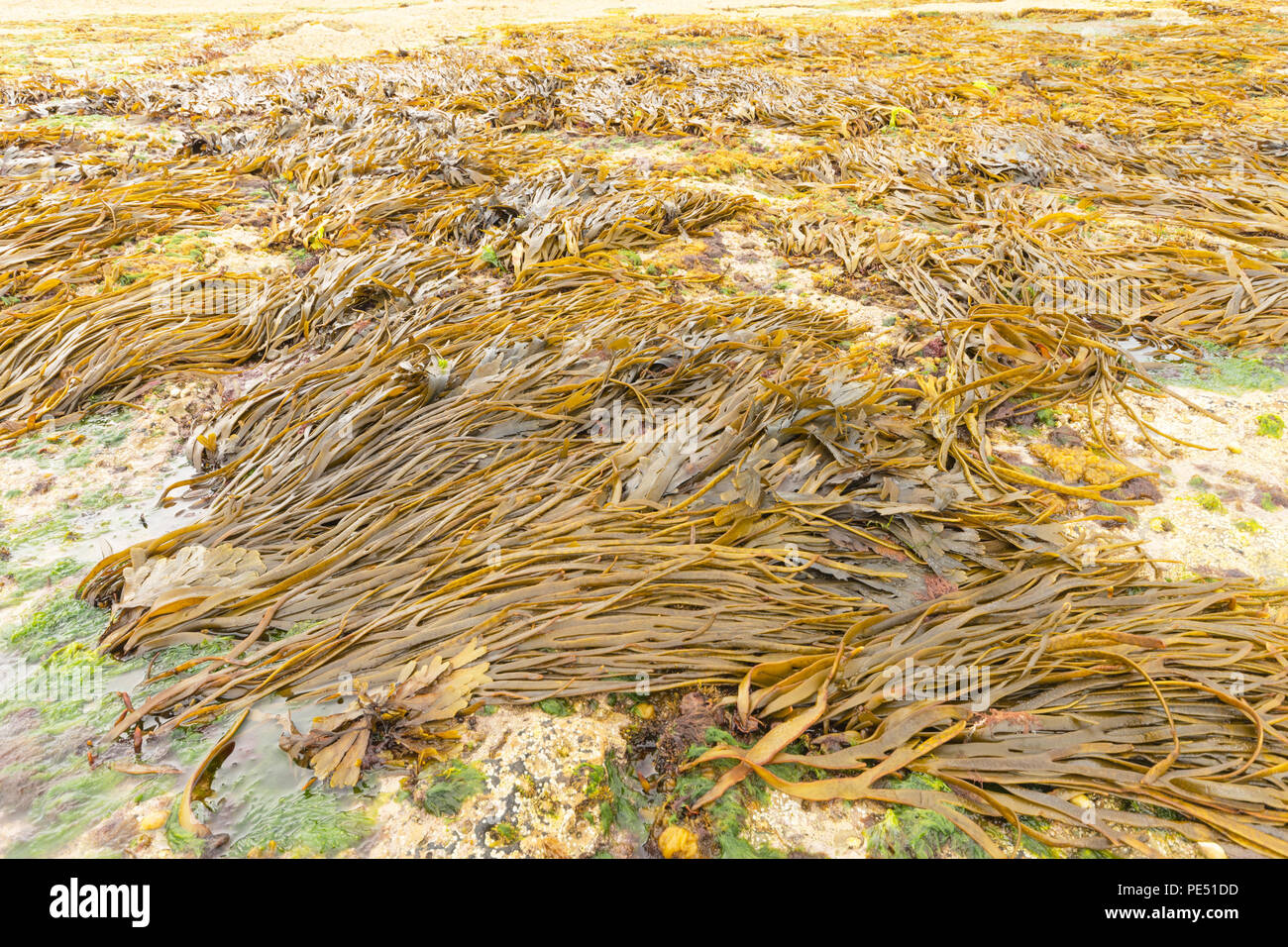 Seaweed at low tide Stock Photo - Alamy