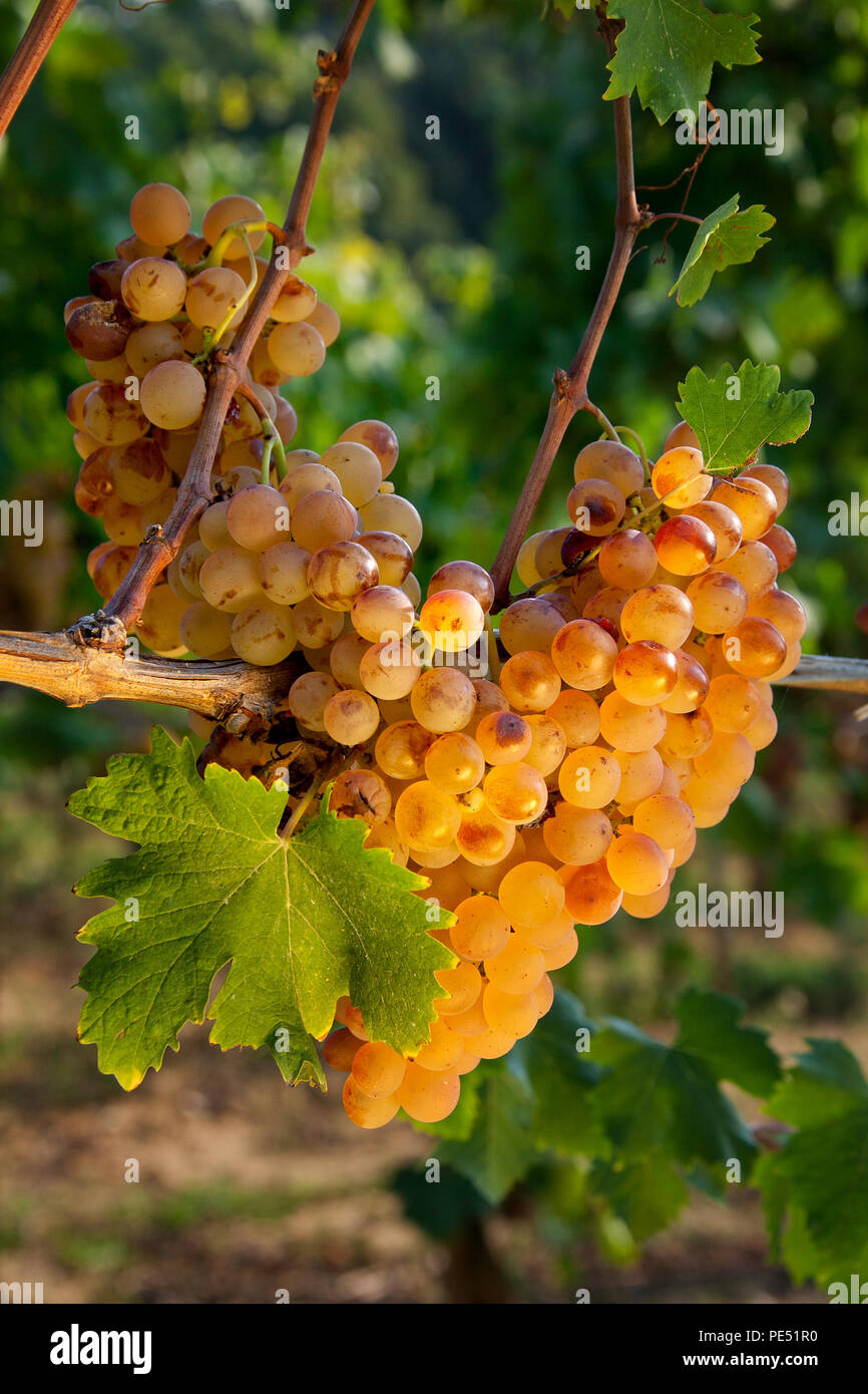 Late harvest of the grapes for the sweet wine, the typical musty grapes ...