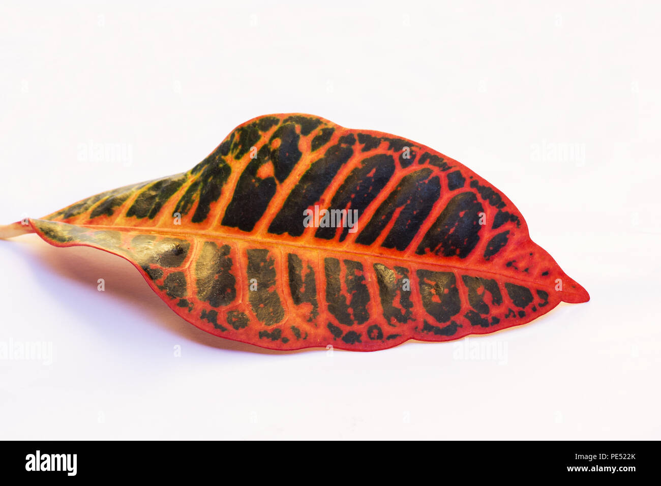 Croton Plant Codiaeum Variegatum High Resolution Stock Photography and ...
