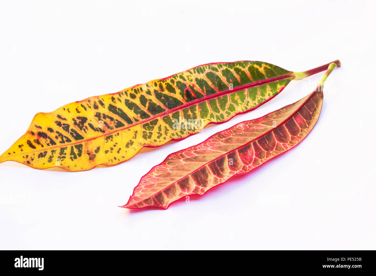 Red croton leaf Cut Out Stock Images & Pictures - Alamy