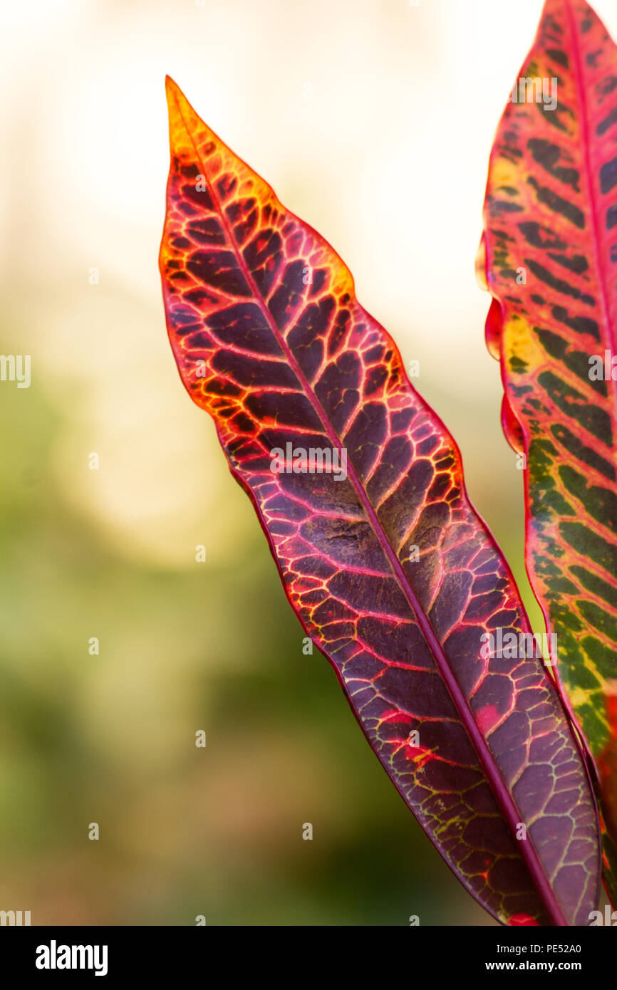 Red croton leaf hi-res stock photography and images - Alamy