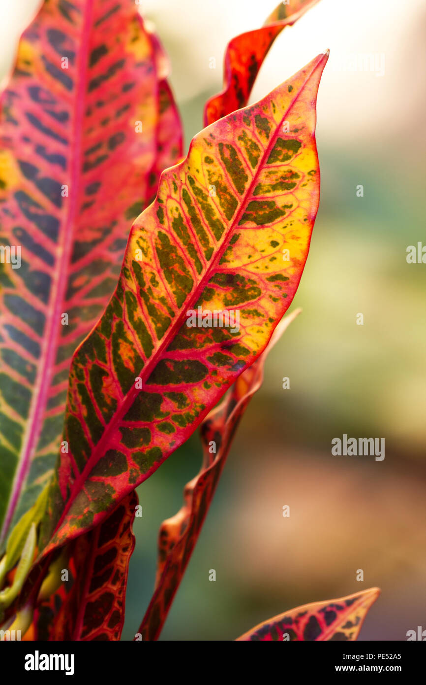Croton plant leaf (Codiaeum variegatum Stock Photo - Alamy