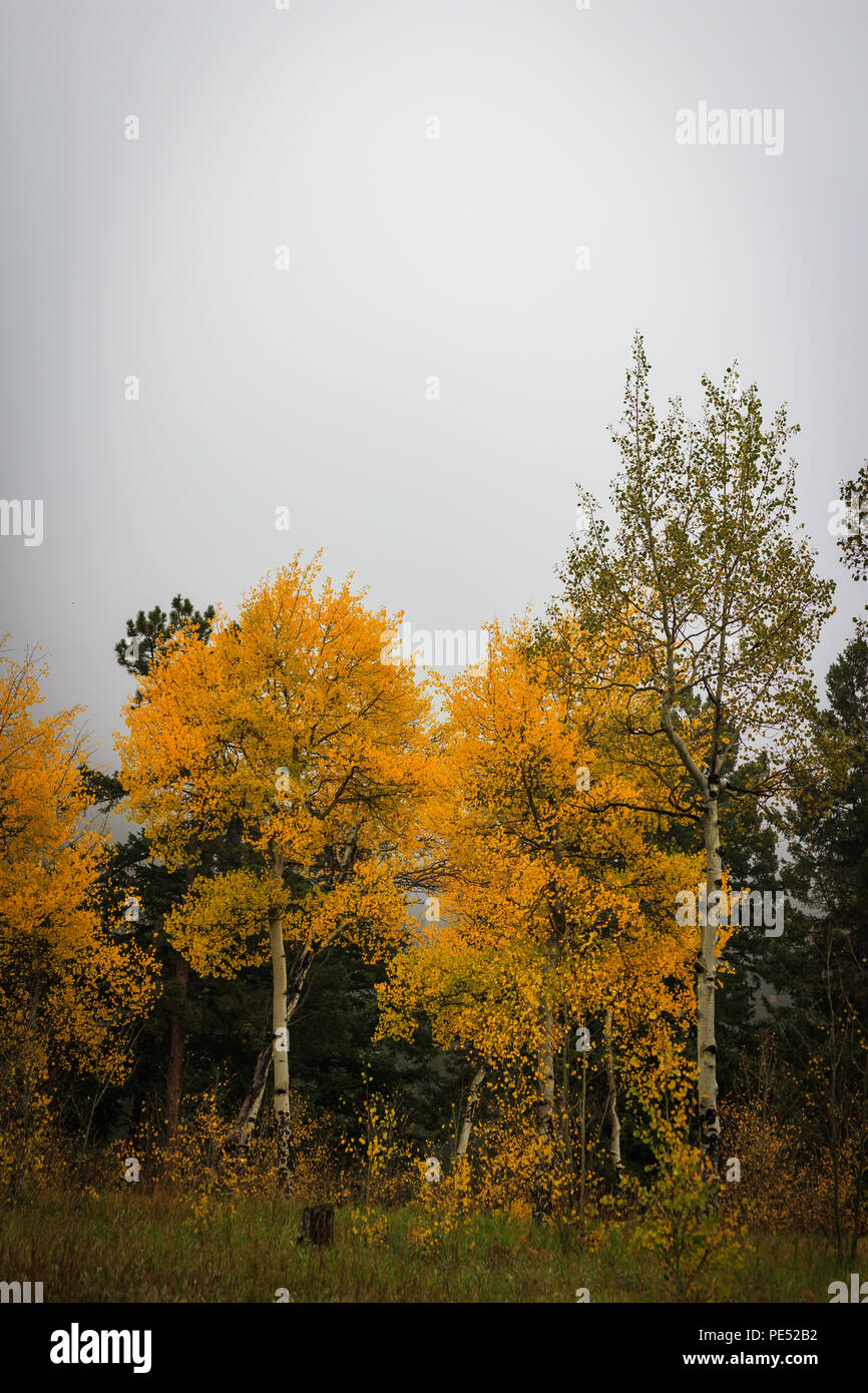 Gold aspen trees hi-res stock photography and images - Alamy