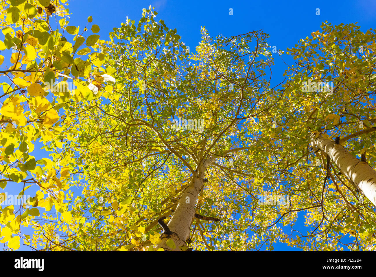 Aspen leaves turning yellow hi-res stock photography and images - Alamy