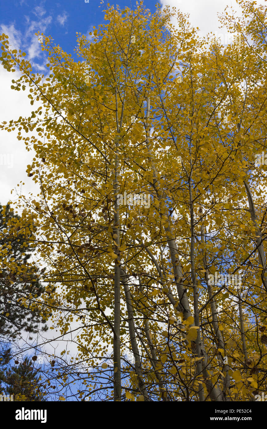 Aspen trees baring yellow and gold leaves against a partly cloudy Rocky ...