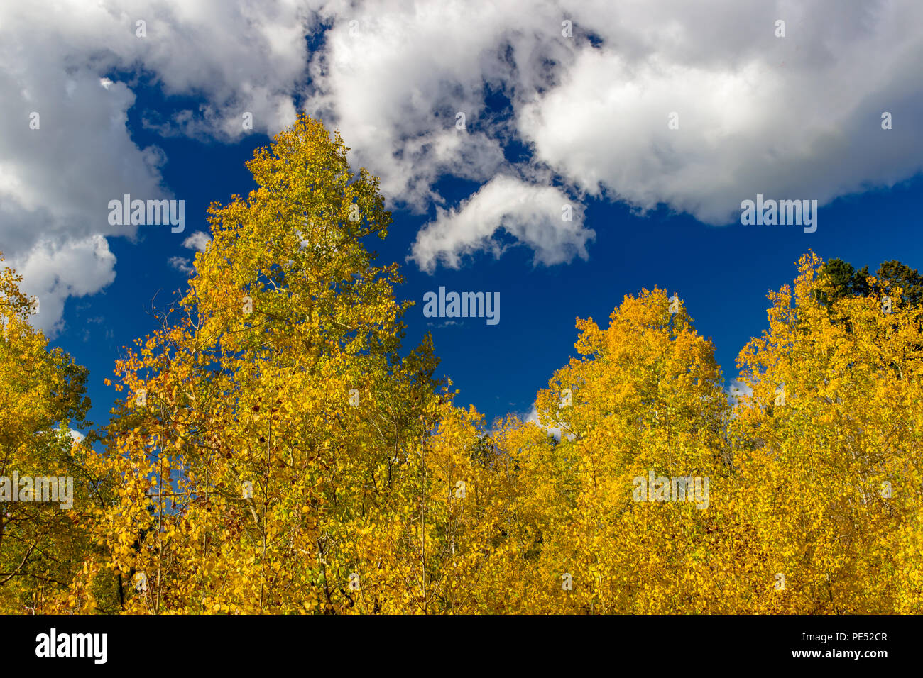 Aspen leaves turning yellow hi-res stock photography and images - Alamy