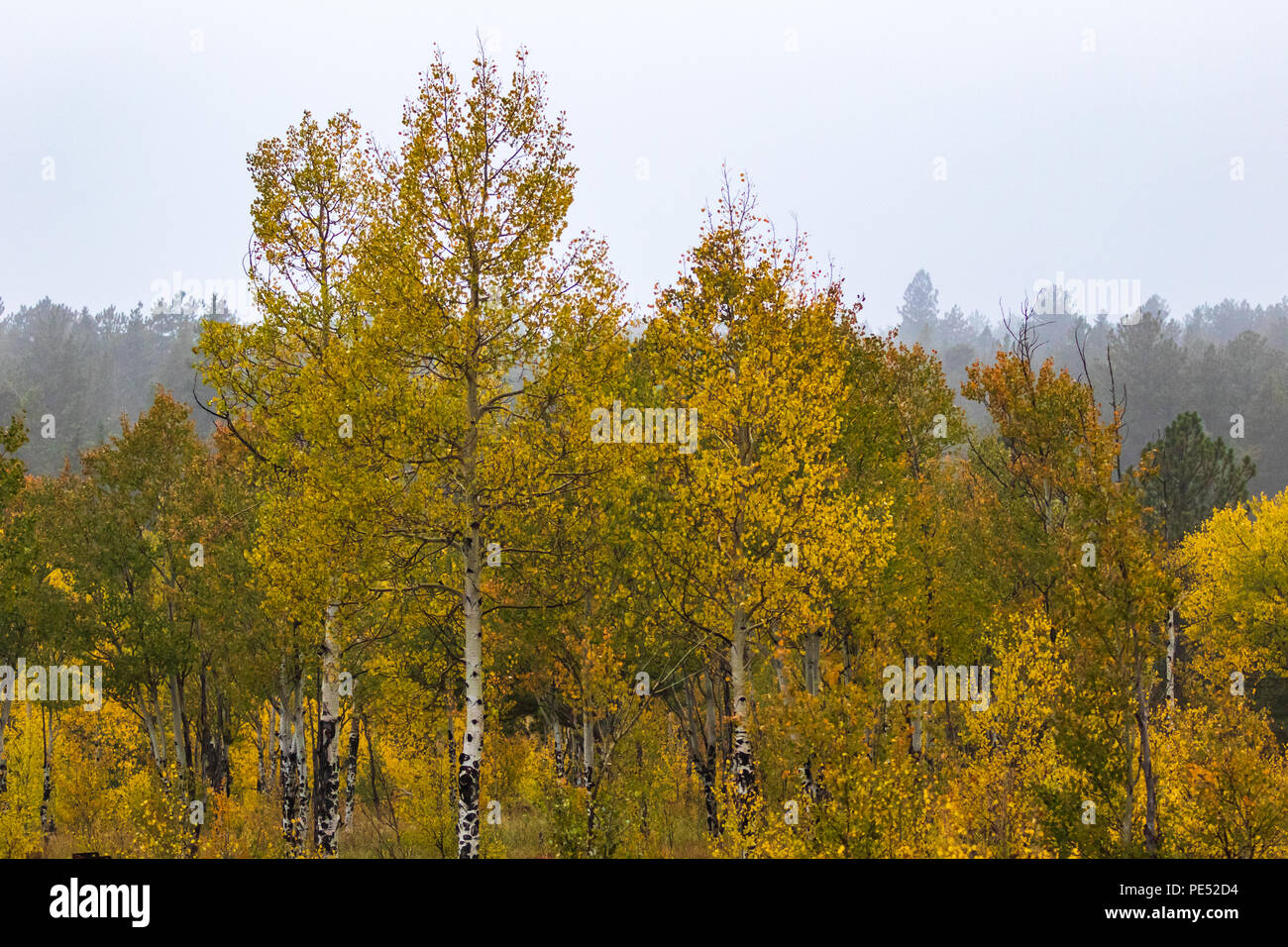 Golden aspen hi-res stock photography and images - Alamy