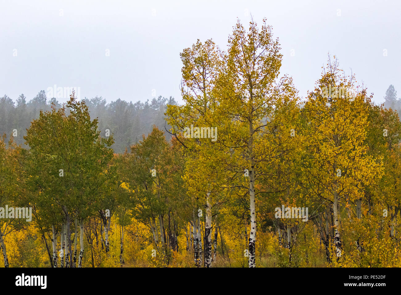Golden aspen hi-res stock photography and images - Alamy