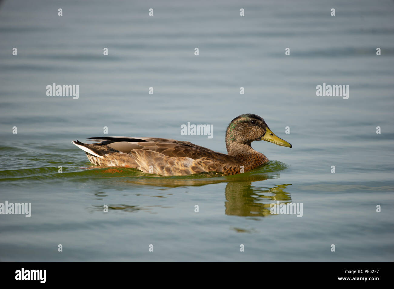 Imperial goose hi-res stock photography and images - Alamy