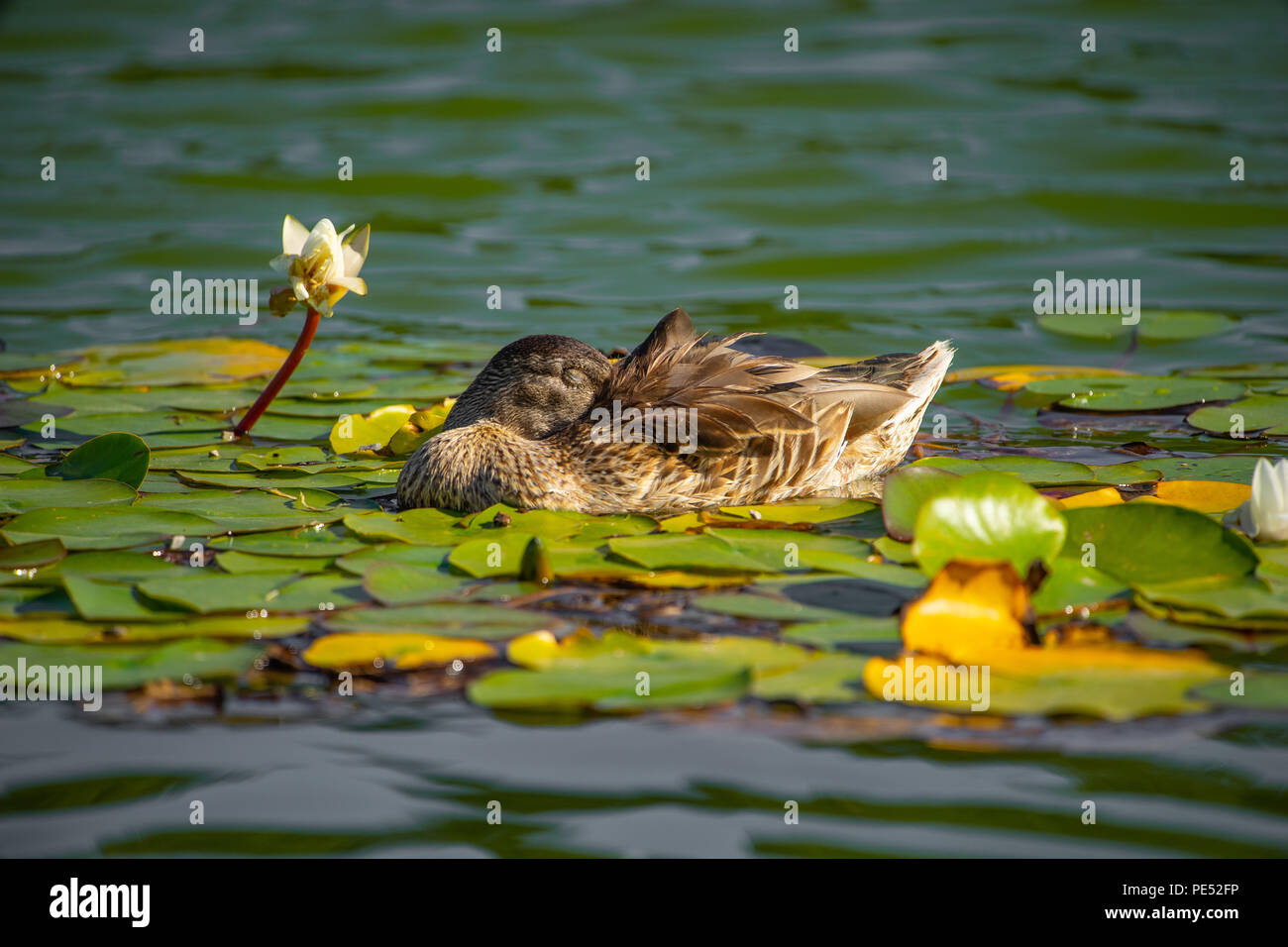 Imperial goose hi-res stock photography and images - Alamy